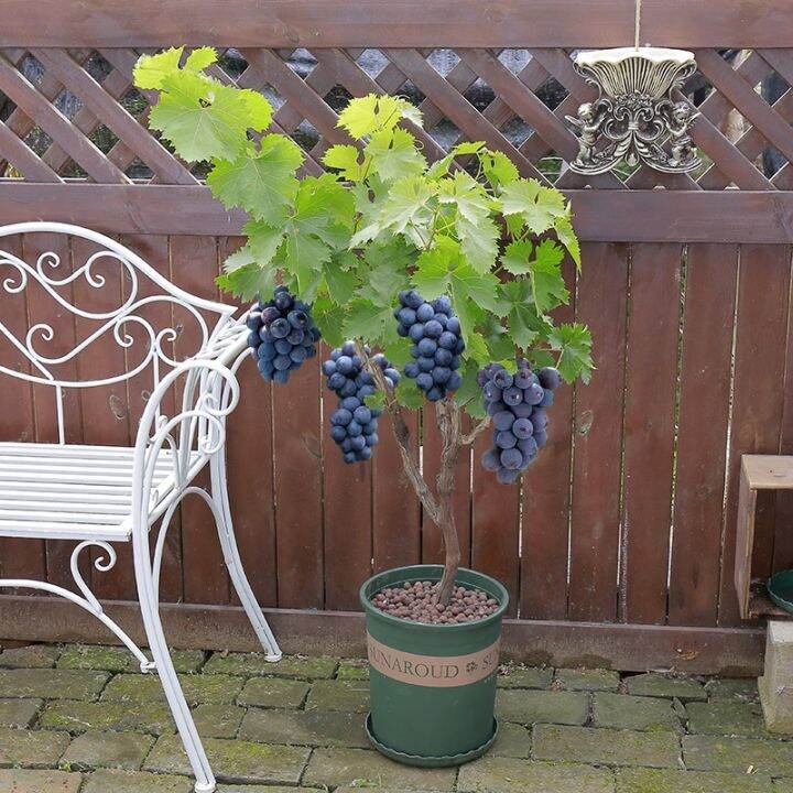 High Quality Sweet Grapes Seeds for Planting Buto ng ubas...Fruit ...