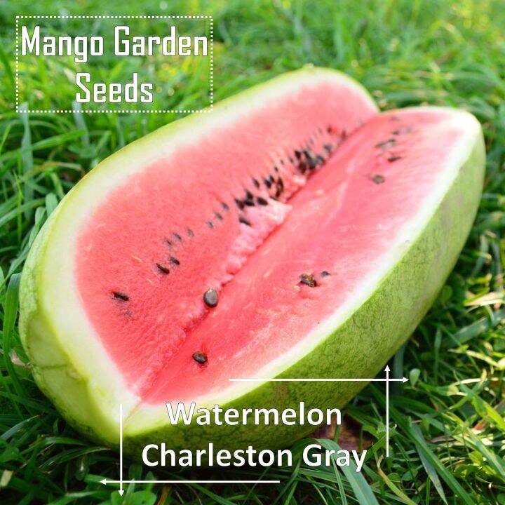Charleston Gray Watermelon Seeds - 10 Seed *Big Pot* Tanam Pasu ...
