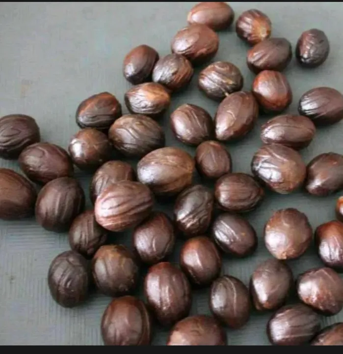 biji pala kering 6 pcs | Lazada Indonesia