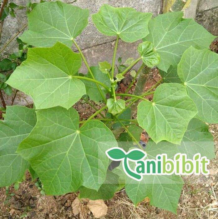 Bibit Tanaman Pohon Jarak Pagar - Daun Jarak Pagar | Lazada Indonesia
