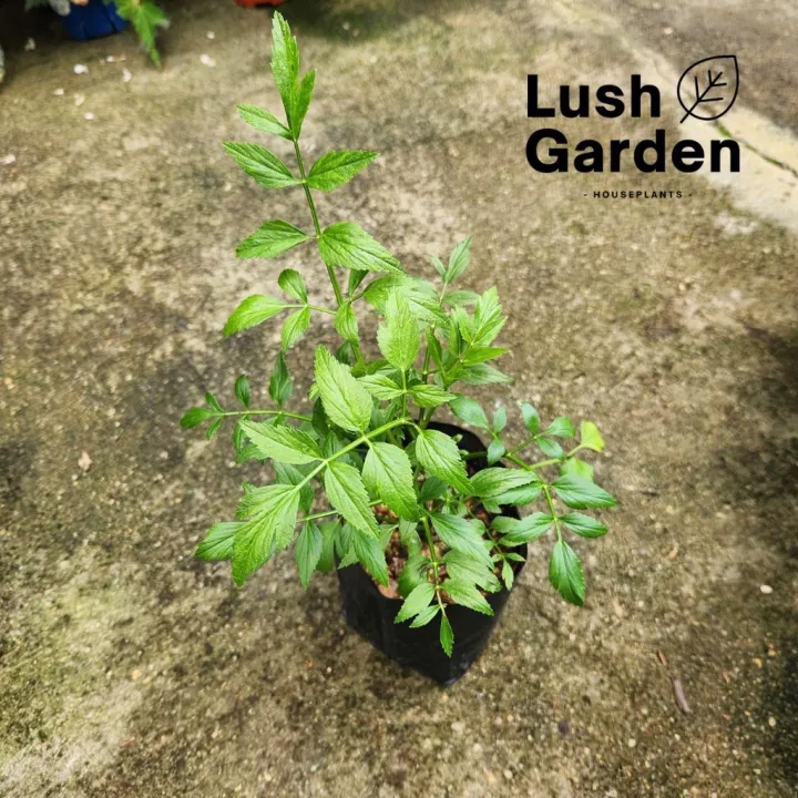 Water Celery / Pokok Daun Selom 水芹 Vegetable Edible Live Herb Ulam ...