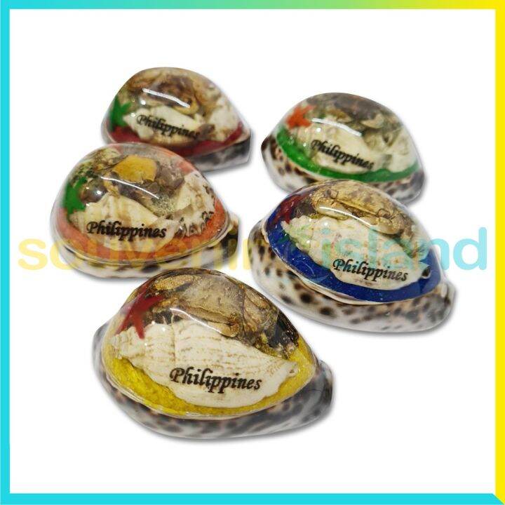 :$fLaminated Sigay Shell Paperweight with real Crab and Starfish ...