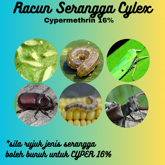 Racun Serangga Cylex 16% Cypermethrin ulat buah rama - rama atlas ...
