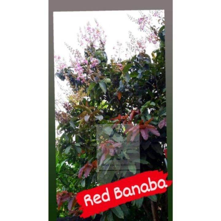 COD Red Banaba Tree Seedlings | Lazada PH