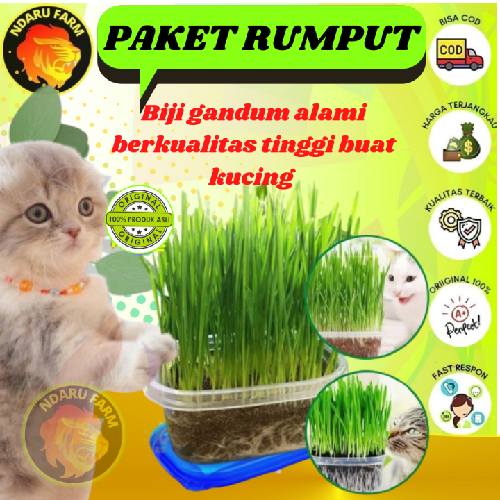 PAKET RUMPUT KUCING BENIH WHEATGRASS BIBIT CAT GRASS BIJI RUMPUT GANDUM ...