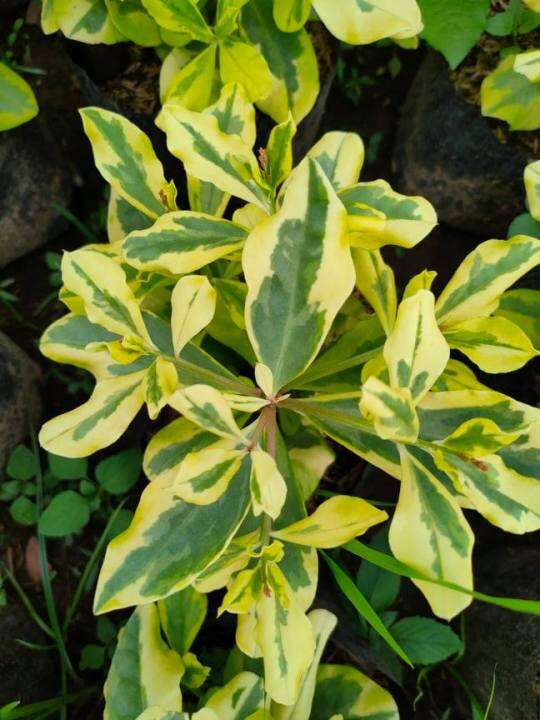 Golden Moa Live Plant (Lush) with FREE garden soil (Outdoor Plant, Real ...