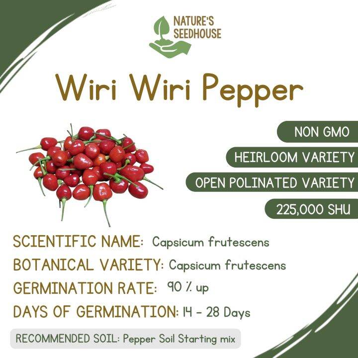 Wiri Wiri Pepper | Cherry Pepper Seeds by Nature's Seedhouse ...