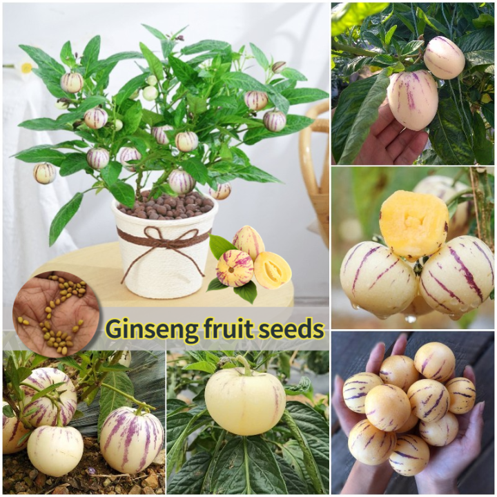 [Fast Germination] 20pcs Ginseng Fruit Seeds for Planting Pepino Melon ...