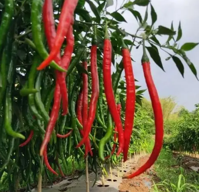 Super Long Red Hot Spicy Chili Pepper Vegetable Seeds | Lazada PH