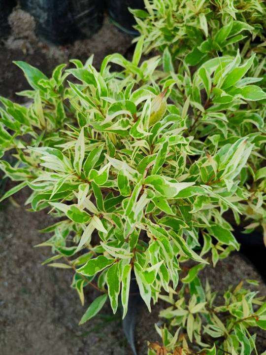 Variegated Eugenia Plant (Last 5 Stocks) with FREE garden soil, plastic ...