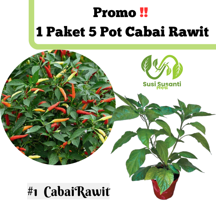 5 POT 】Tanaman Cabai Rawit Setan Pedas COD Tanaman Benih Sayur Pohon ...