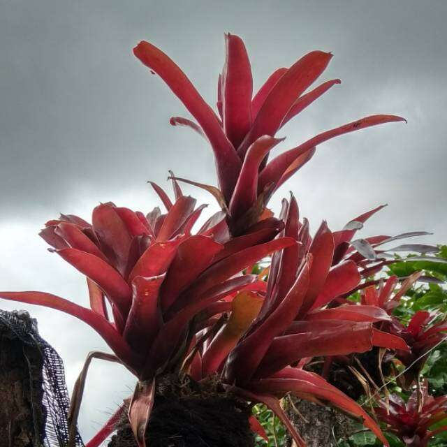 Tanaman Hias Bromelia Fireball - Bromelia Merah | Lazada Indonesia