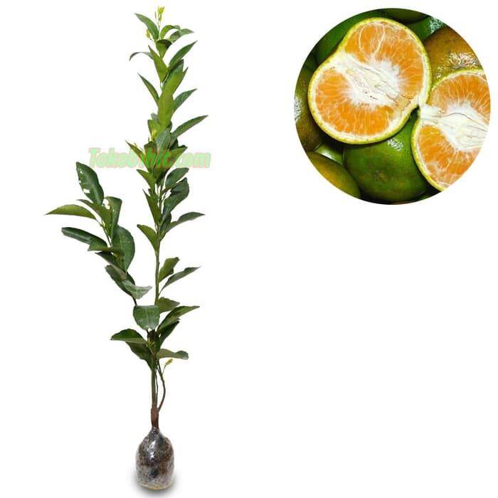 Tanaman Jeruk Siam Madu Pontianak/Bibit Jeruk Siam Madu Pontianak ...