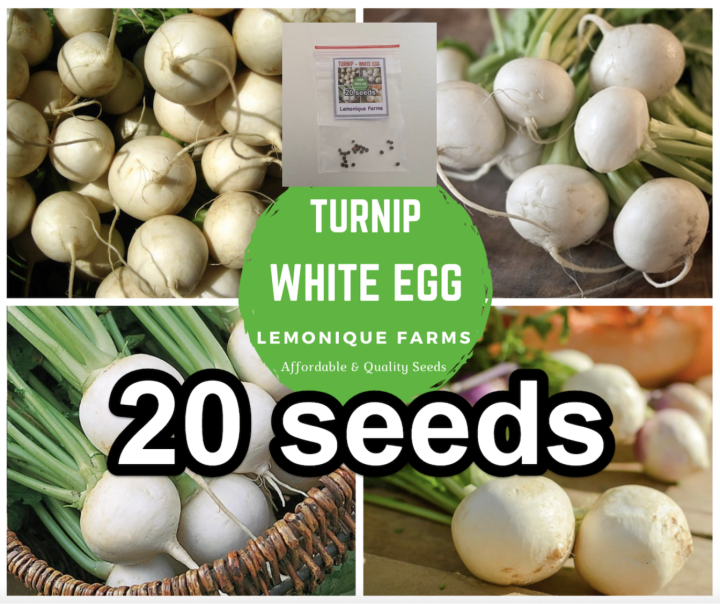TURNIP seeds | purple turnip | white turnip | white egg turnip seeds ...