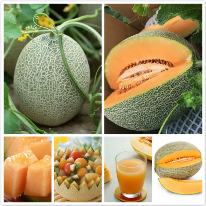 Hami Melon Seeds Japan Muskmelon Bonsai Plant Cantaloupe Seed(It's a ...