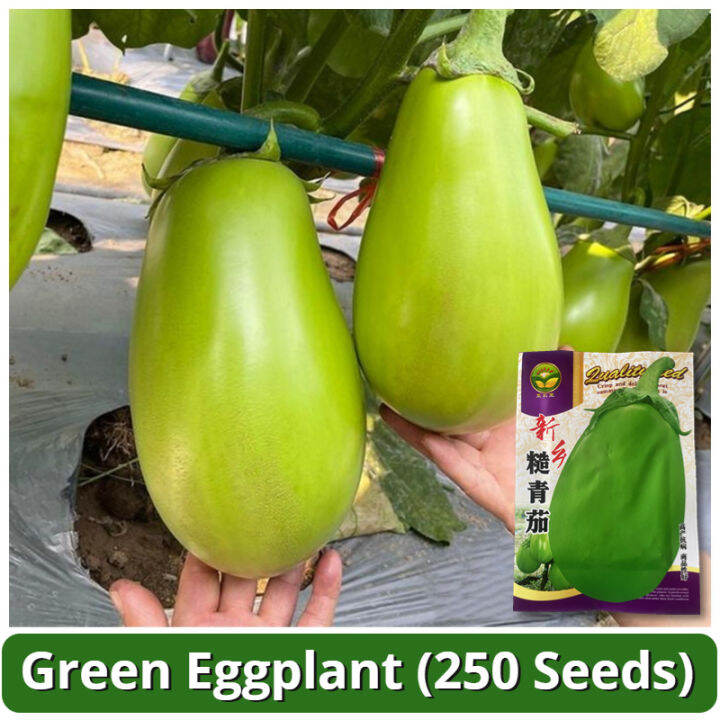 [100% Original Seed] High Yield Green Eggplant Seeds for Planting (250 Seed) Bonsai Vegetable ...