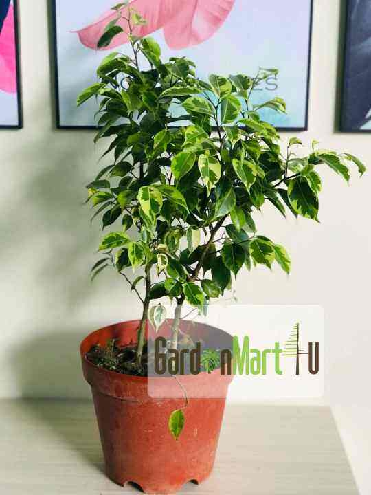GardenMart4U Ficus Benjamina Variegated Live Plant Pokok Jawi Batik ...