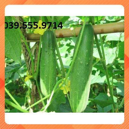 Hạt giống Dưa Leo Xanh F1 (VA.118) Chịu Nhiệt – 1gram | Lazada.vn
