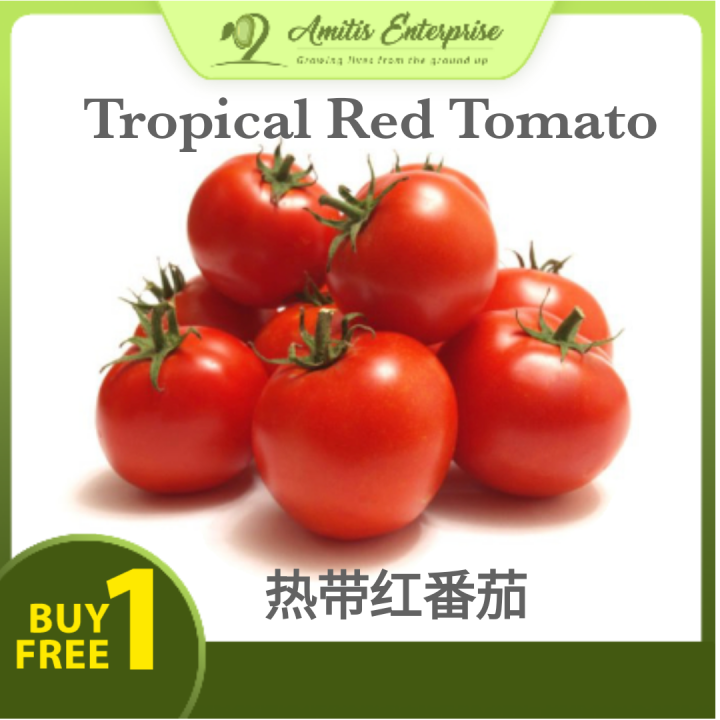 20 Seeds of Determinate Tropical Red Tomato F1 Hybrid seeds genuine and Premium Seeds Suitable ...