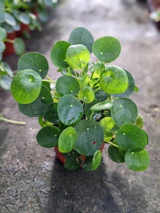 Pilea Peperomioides Chinese Money Plant Easy Care House Plant
