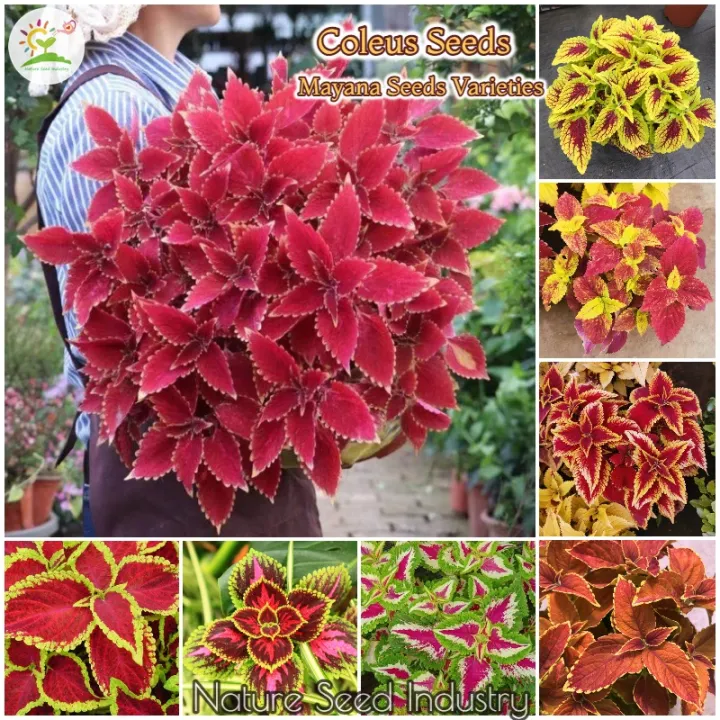 [Fast Germination] 100pcs Rare Coleus Seed Mayana Varieties Plants ...