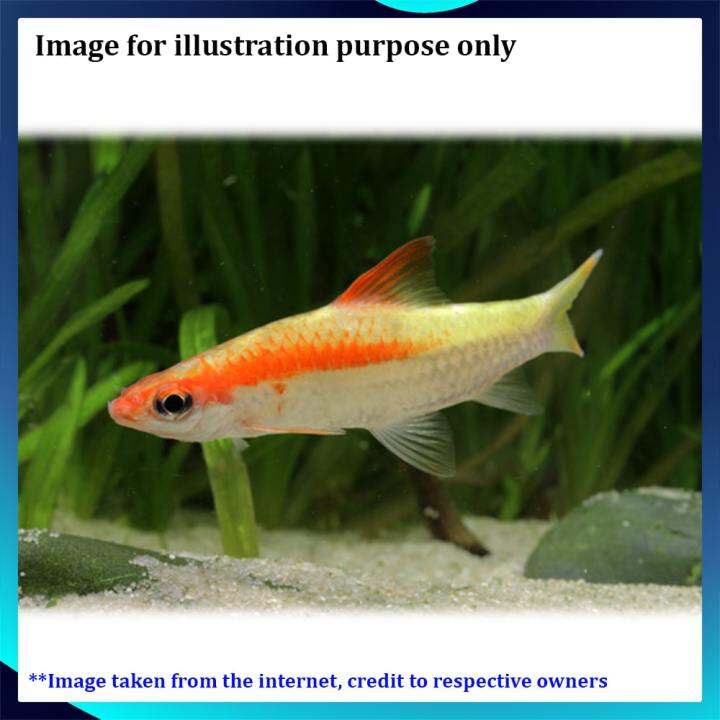 [NO DOA] Golden Denison Barb Golden Puntius Denisonii LF Live Fish | Lazada