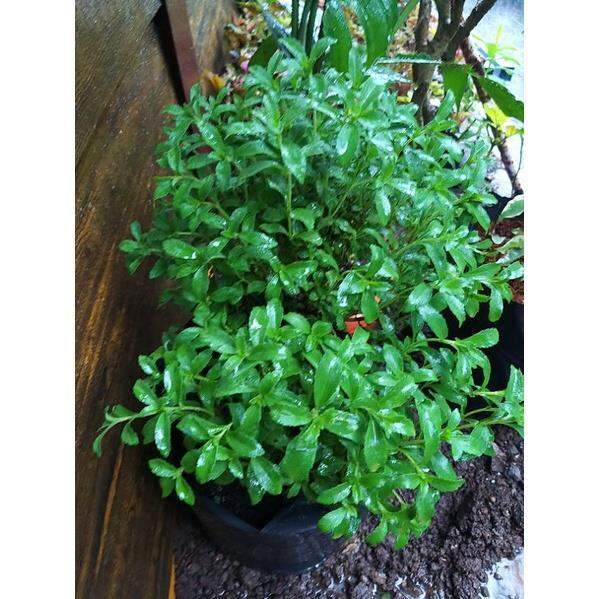 Stevia Sweet Plant well established fully rooted and grown live Plant ...