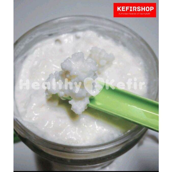 Live Kefir Milk Grains, Live Water Kefir Grains,Kombucha Scoby,Kombucha ...