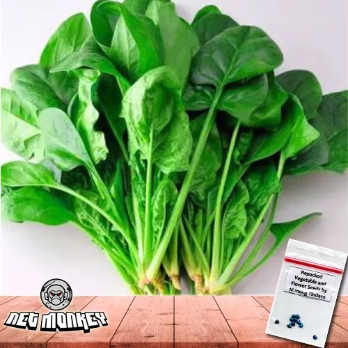 Chinese Spinach Kulitis Vegetable Seeds | Lazada PH