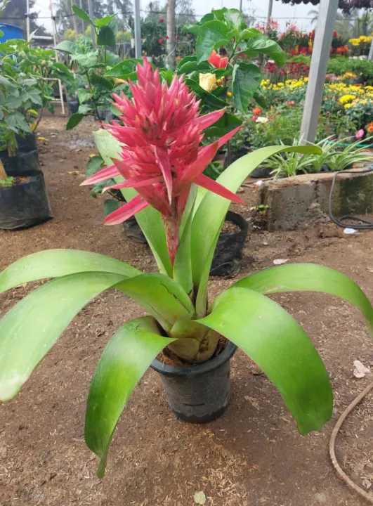 Bromeliad Flame Torch with Flower (1 stock only) with FREE white ...