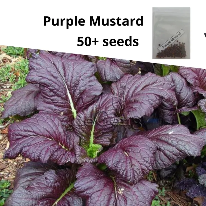 Purple Mustard / Mustasa | Vegetable 50 seeds (not plants) | Lazada PH