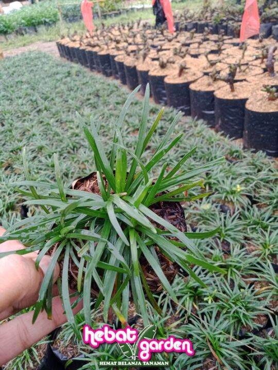 kucai mini/ rumput taman - Tanaman hias | Lazada Indonesia