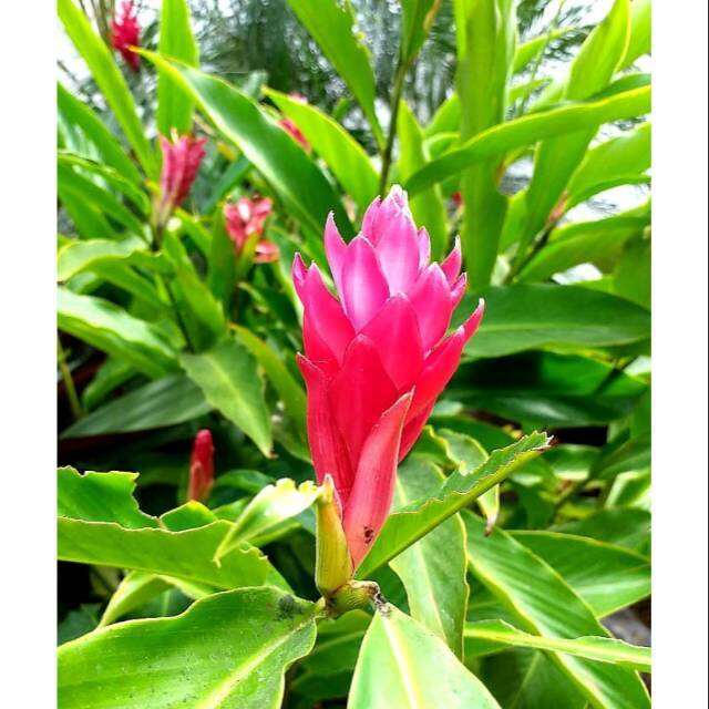 Tanaman honje atau kecombrang bunga merah | Lazada Indonesia