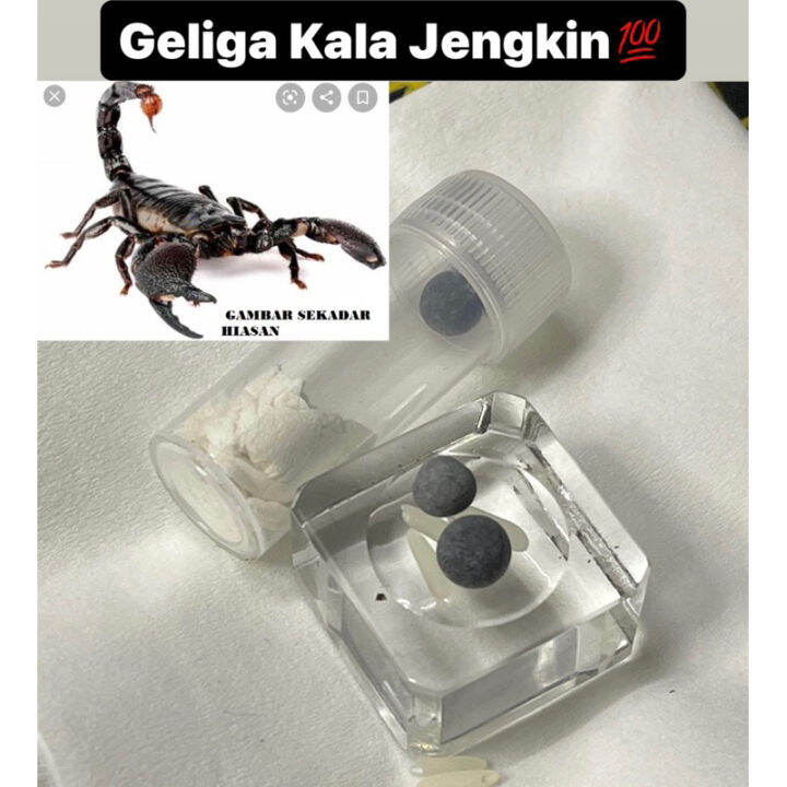 Sebiji Koleksi Geliga Kala JengKing Asli 100% | Lazada