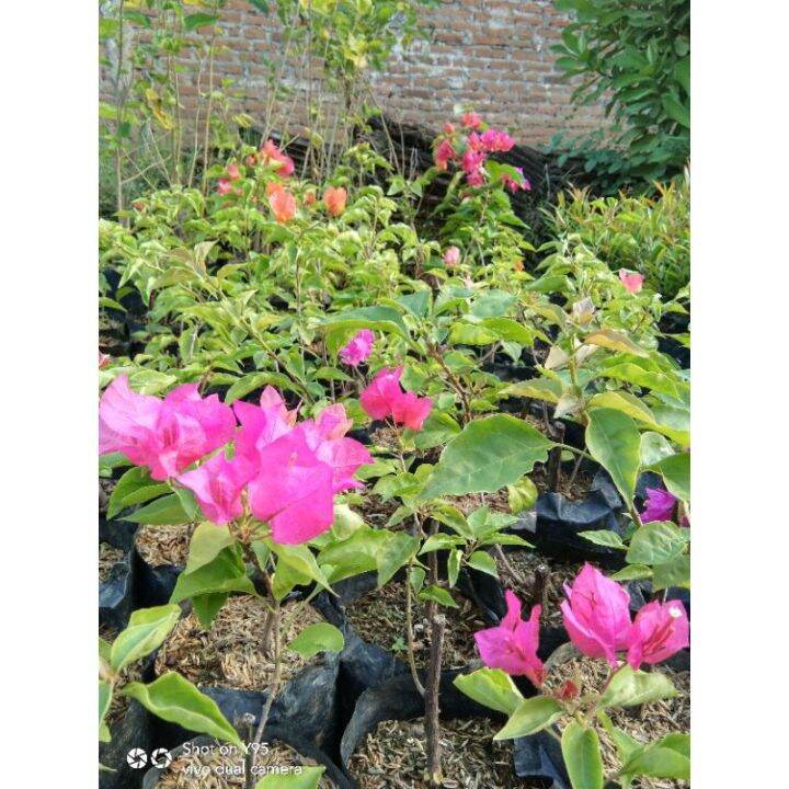 BIBIT TANAMAN BUNGA KERTAS ATAU BUGENVIL ATAU BOUGENVILLE HASIL STEK ...