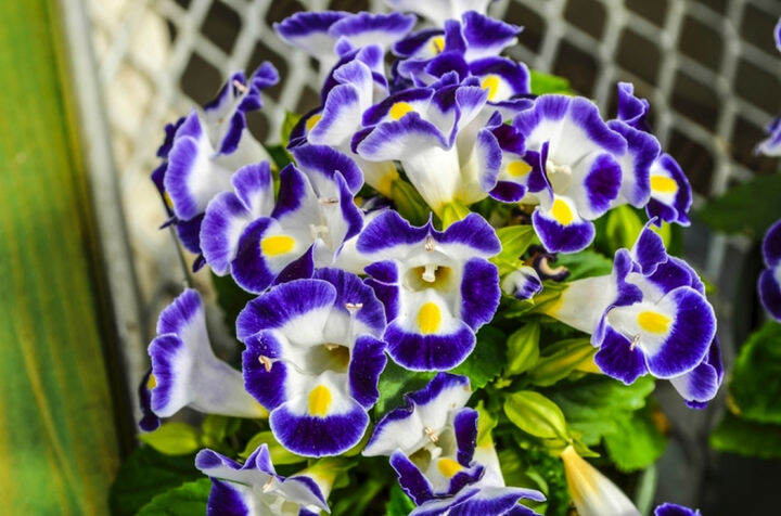 Indoor Plant Torenia Fournieri Wishbone Flower 夏堇 雀仔花 Lazada