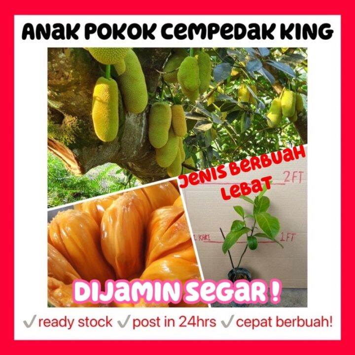 Rina • anak pokok cempedak king • dijamin segar cepat berbuah hybrid ...