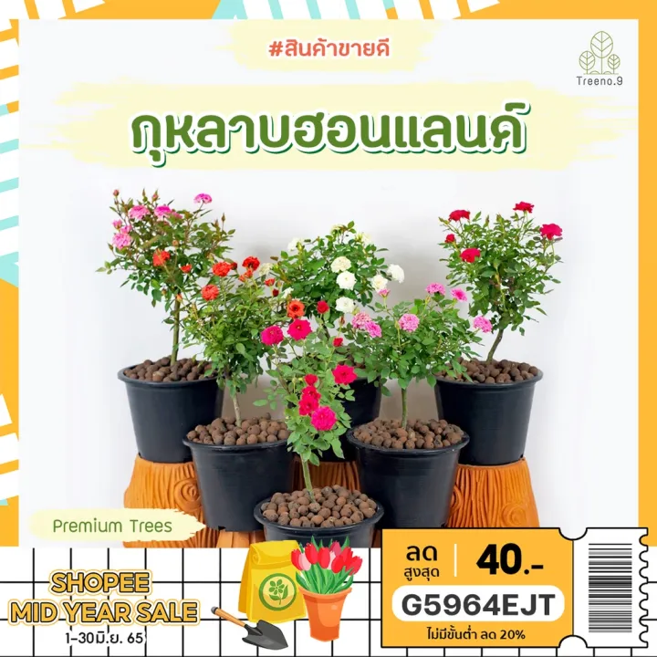 genuine ☚Treeno.9 T273 กุหลาบฮอนเเลนด์ หนูแคระ ต้นใหญ่ มีหลากสี (Rose ...