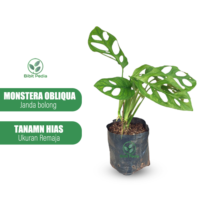 Tanaman Janda Bolong Monstera Adansonii | Lazada Indonesia