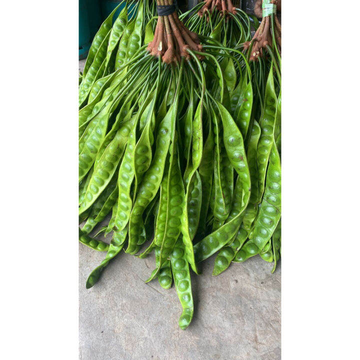 *PETAI FRESH DARI KEBUN* ISI PADAT DAN BESAR (pos currier J&T) | Lazada *PETAI FRESH DARI KEBUN* ISI PADAT DAN BESAR (pos currier J&T) | Lazada