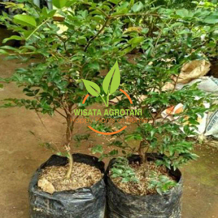 Bibit Anggur Brazil/ Buah Anggur Brasil Anggur Priko /Pohon Anggur ...