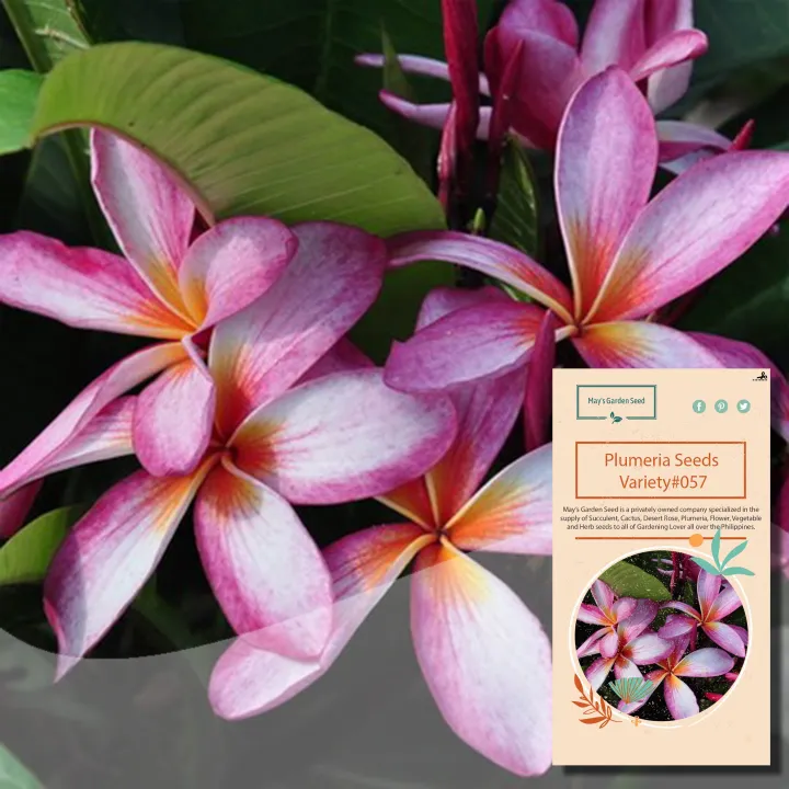 Big Size Flower Pink Color Kalachuchi Seeds, Plumeria Seeds - Variety#057 | Lazada PH