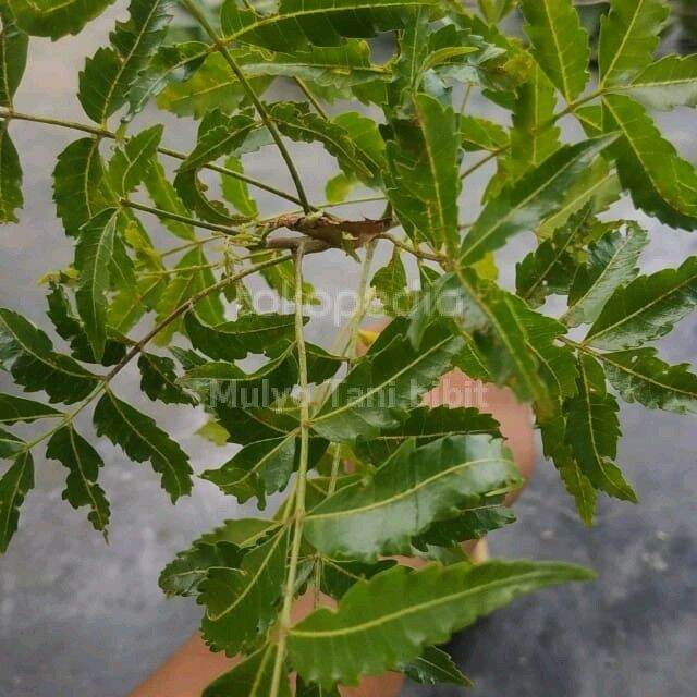 Bibit tanaman pohon mimba | herbal mimba | pohon mimbo | Lazada Indonesia