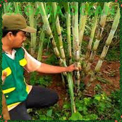 Bibit Tebu Hijau Manis Original Unggul bibit pohon tebu hijau | Lazada ...