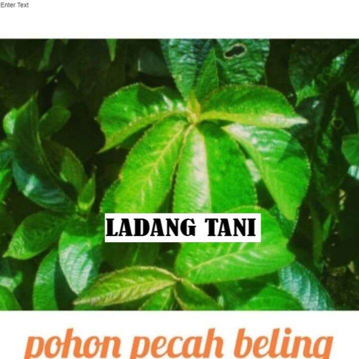 Pohon Keji Beling Tanaman Herbal Keji Beling/Pecah Beling | Lazada ...