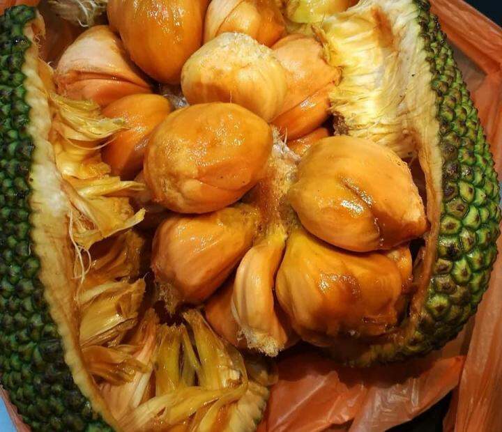 Pokok Cempedak Madu Hybrid | Lazada