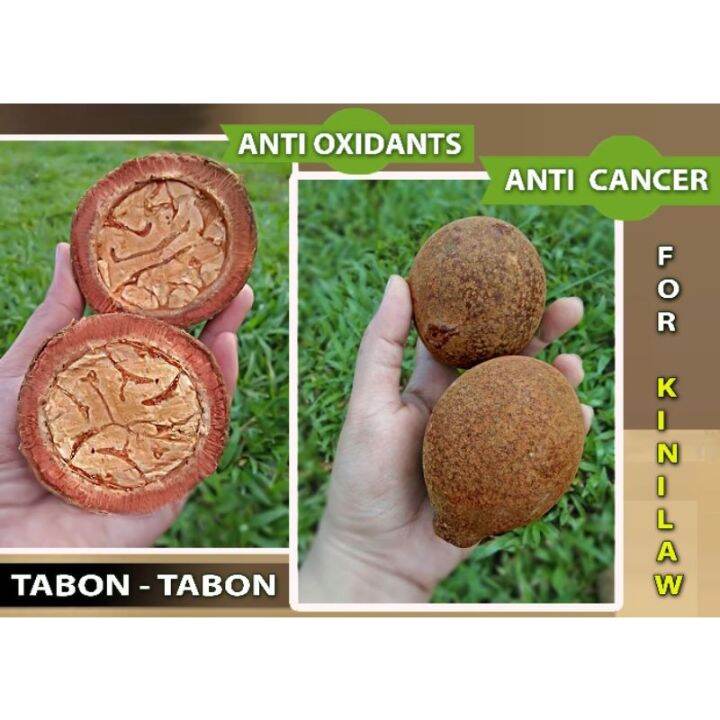 [buy one get one free] Tabon-Tabon Fruit for kinilaw (sold per piece ...