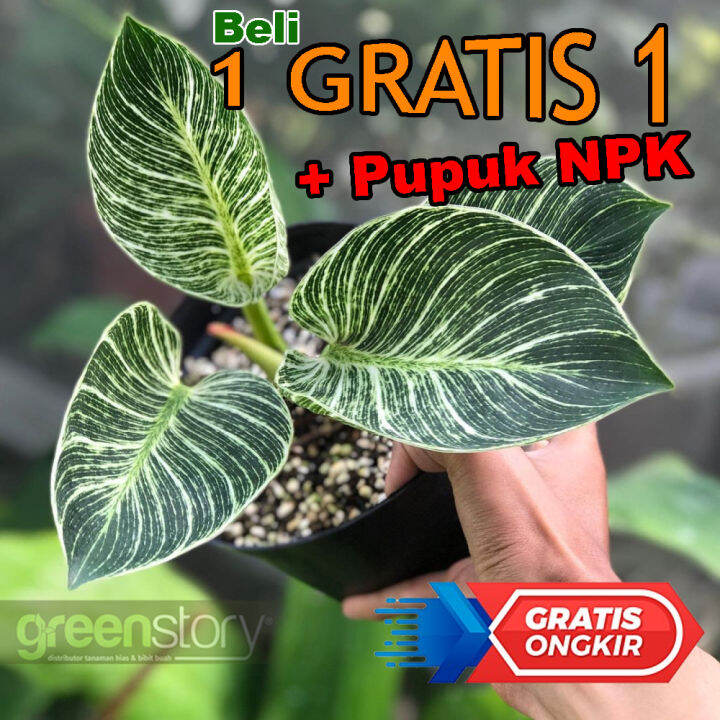 pillow birkin philodendron | caladium | monstera | calathea | sri ...