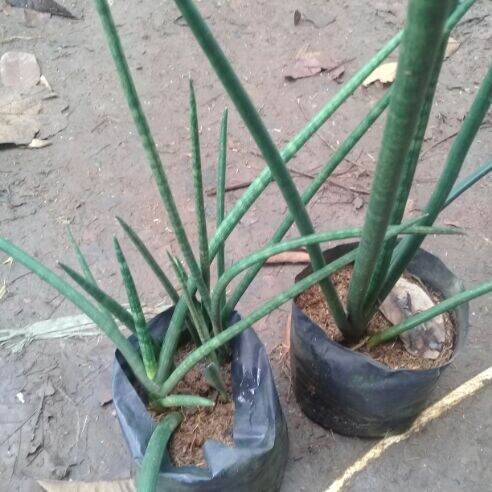 tanaman hias tombak raja hijau | Lazada Indonesia