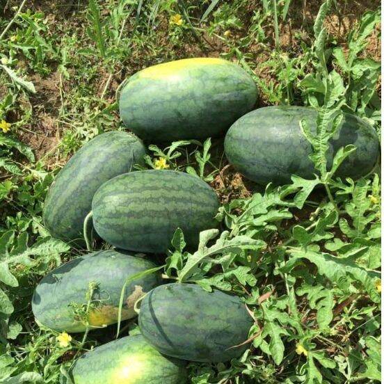 ☼Tembikai Panjang Madu Seed Benih♒ | Lazada